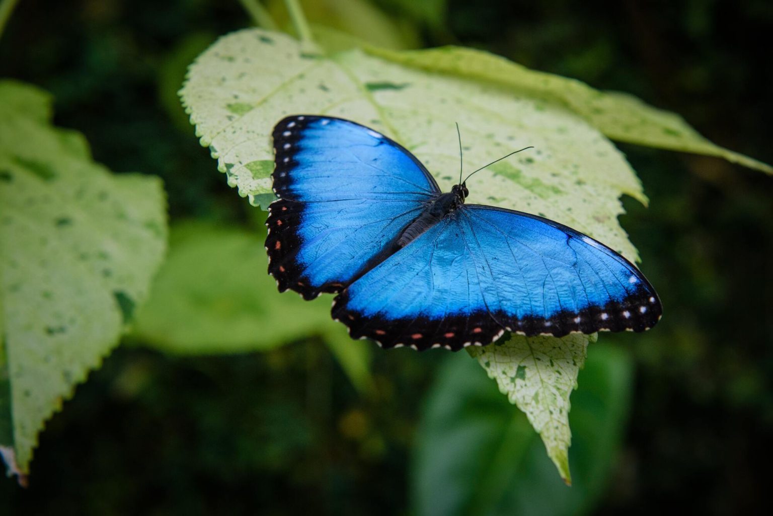 El color en la naturaleza: la rareza del azul – Science in School