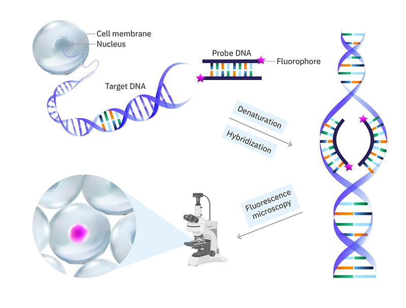 Shedding light on the gut microbiome – Science in School