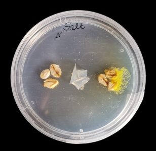 Moving slime: exploring chemotaxis with slime mould – Science in School