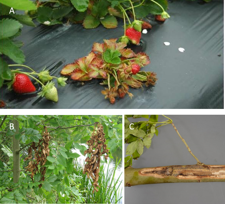 Plant pathology: plants can get sick too! – scienceinschool.org