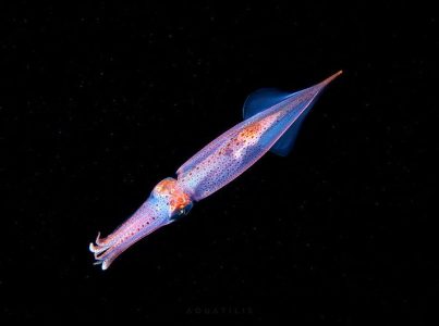 Squid dissection: a hands-on activity to learn about cephalopod anatomy ...