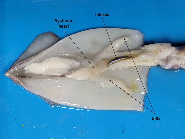 Squid dissection: a hands-on activity to learn about cephalopod anatomy ...