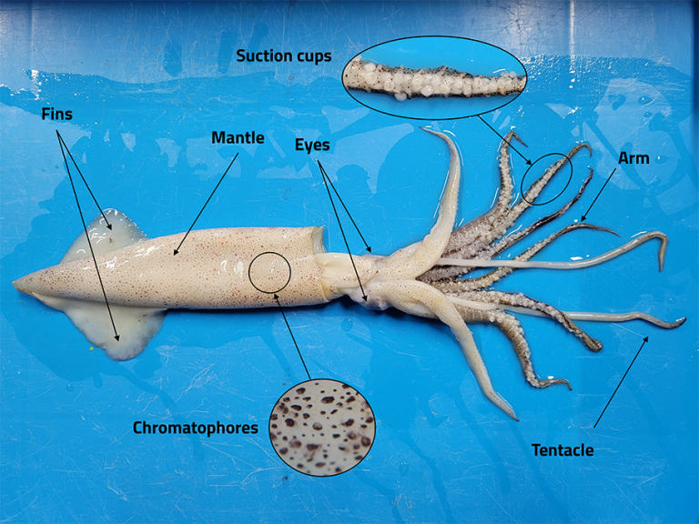 Squid dissection: a hands-on activity to learn about cephalopod anatomy ...
