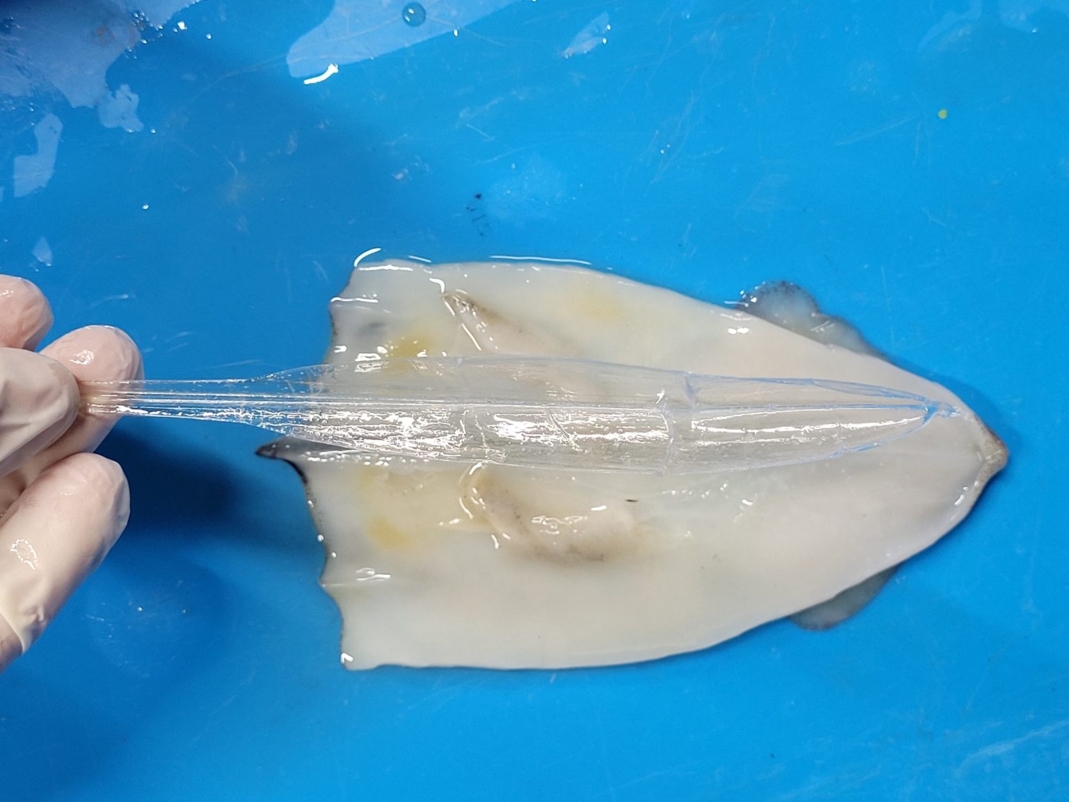 Squid dissection: a hands-on activity to learn about cephalopod anatomy ...