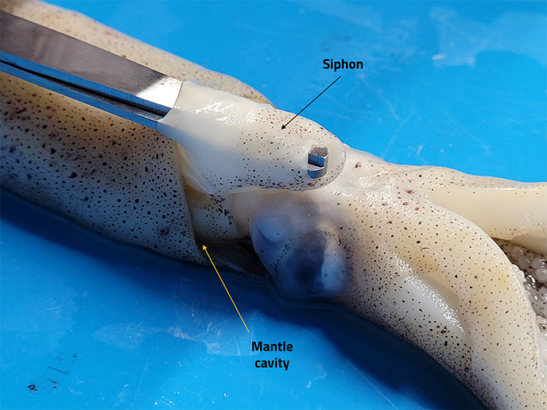 Squid dissection: a hands-on activity to learn about cephalopod anatomy ...