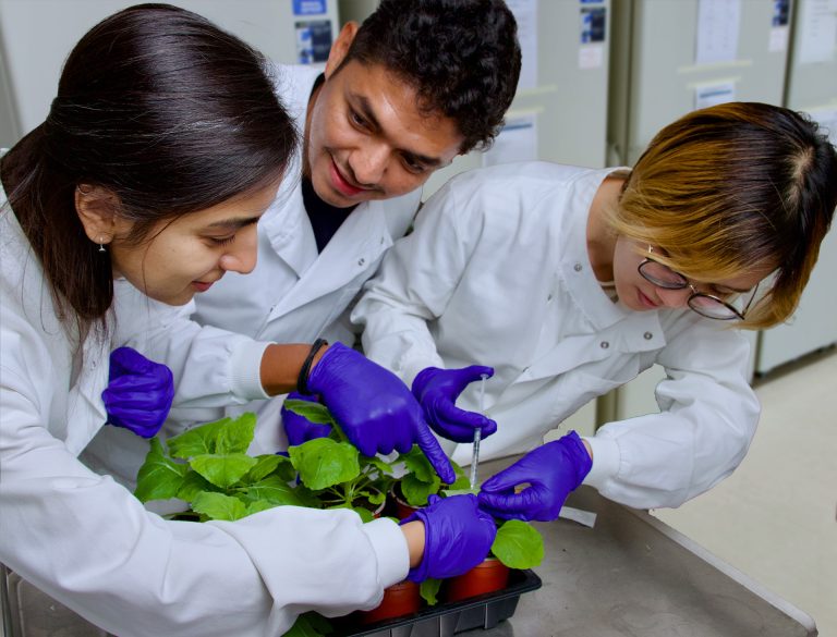 Plant pathology: plants can get sick too! – scienceinschool.org