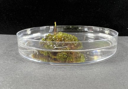 Moss Safari: what lives in moss? – scienceinschool.org
