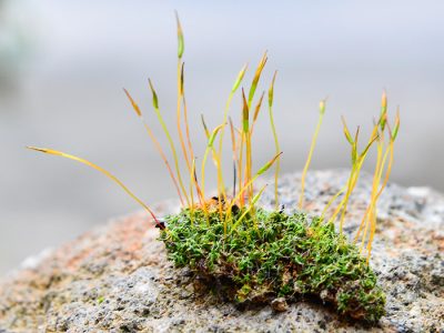 Moss Safari: what lives in moss? – scienceinschool.org