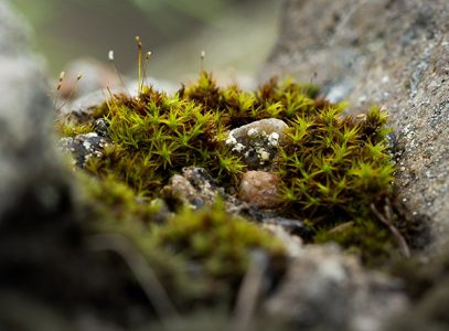 Moss Safari: what lives in moss? – scienceinschool.org
