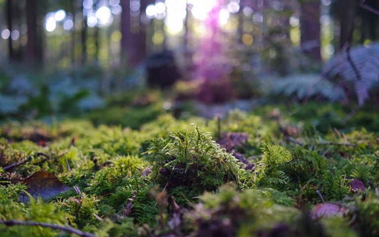 Moss Safari: what lives in moss? – scienceinschool.org