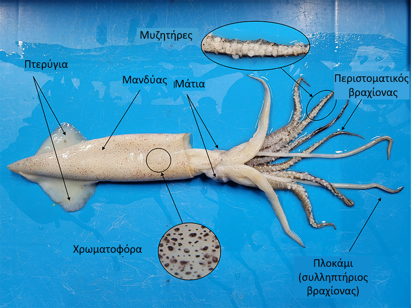 Διατομή καλαμαριού: μια πρακτική δραστηριότητα για να μάθετε για την ...