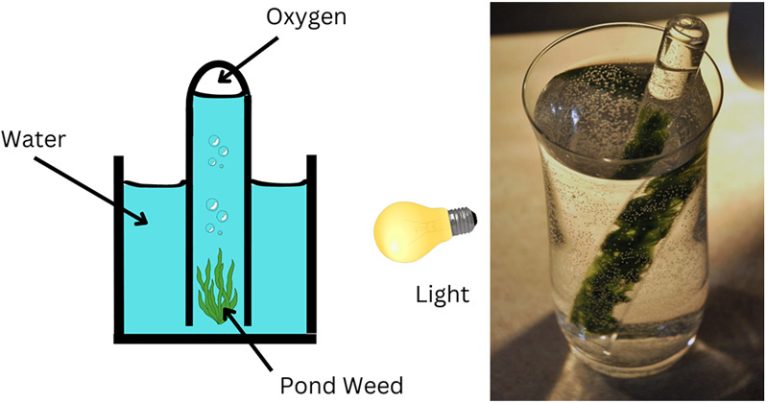 Practical ocean literacy for all: ecology and exploration ...