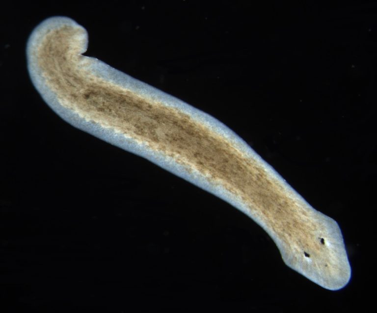 Hands-on experiments with planaria – Science in School