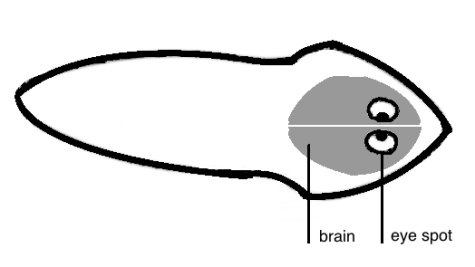 Hands-on experiments with planaria – Science in School