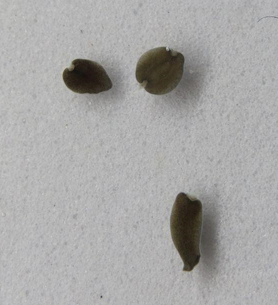 Hands-on experiments with planaria – Science in School