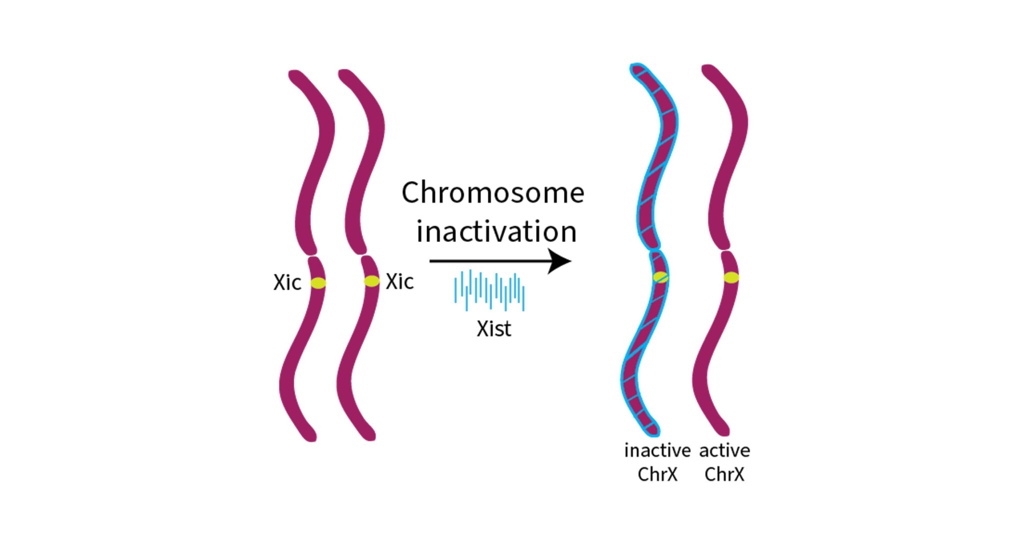 Not just a blueprint for proteins: the importance of non-coding RNAs ...