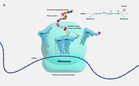 Not just a blueprint for proteins: the importance of non-coding RNAs ...