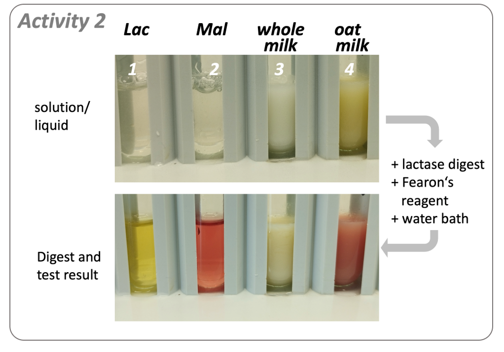 Explore enzymes and the science of lactose intolerance using lactase ...
