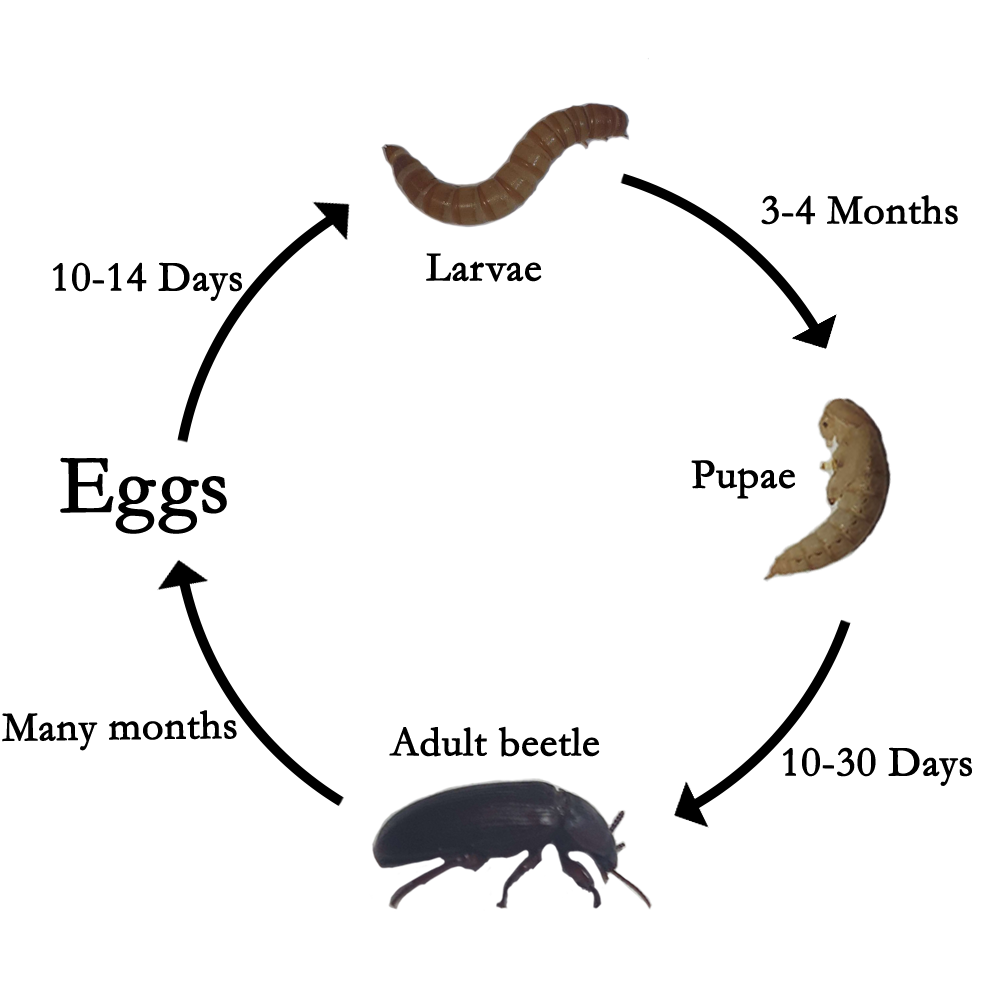 Towards sustainable nutrition: could mealworms provide a solution ...