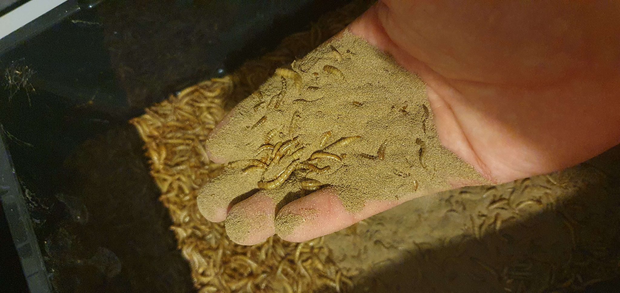 Towards sustainable nutrition: could mealworms provide a solution ...