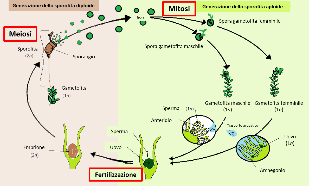 Quando le piante si sono spostate sulla terraferma e hanno cambiato il ...