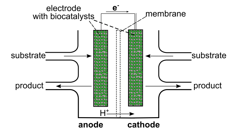 Simple biofuel cells: the superpower of baker's yeast – scienceinschool.org