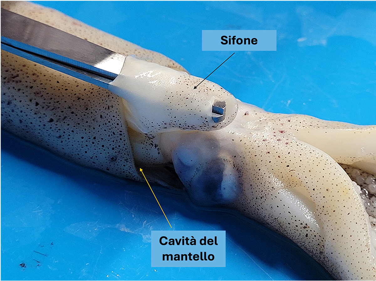 Dissezione del calamaro: un’attività pratica per scoprire l’anatomia ...