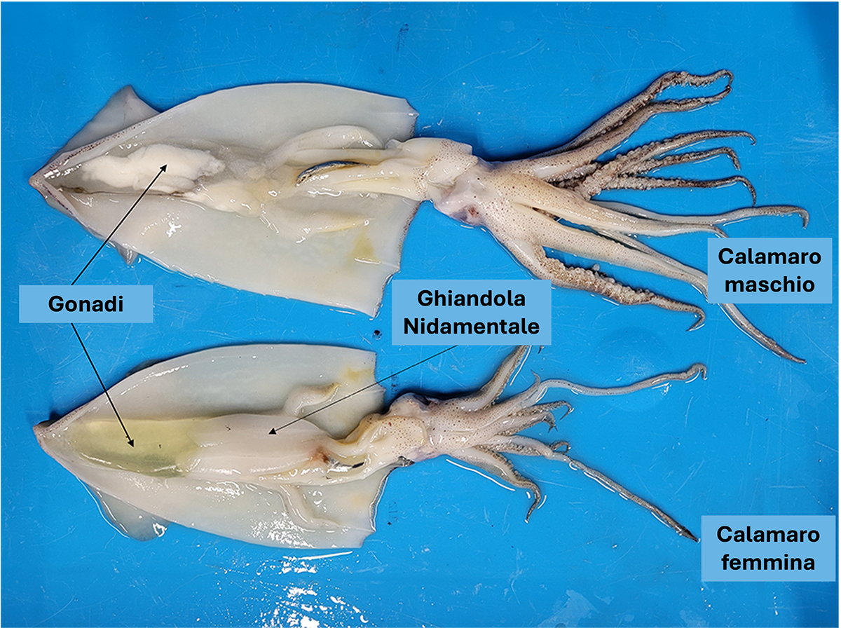 Dissezione del calamaro: un’attività pratica per scoprire l’anatomia ...