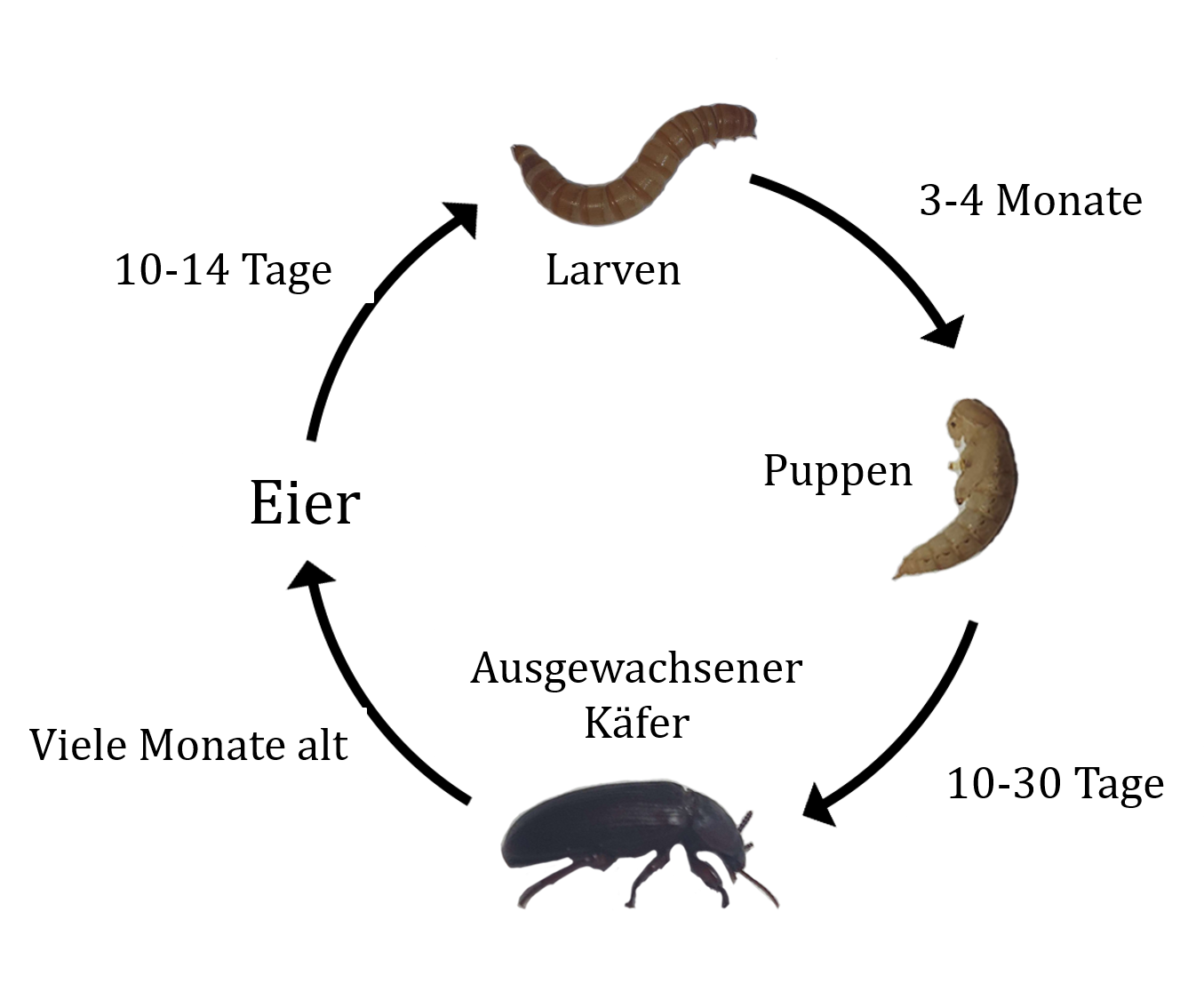 Hin zu einer nachhaltigeren Ernährung: Könnten Mehlwürmer eine Lösung sein? – Science in School