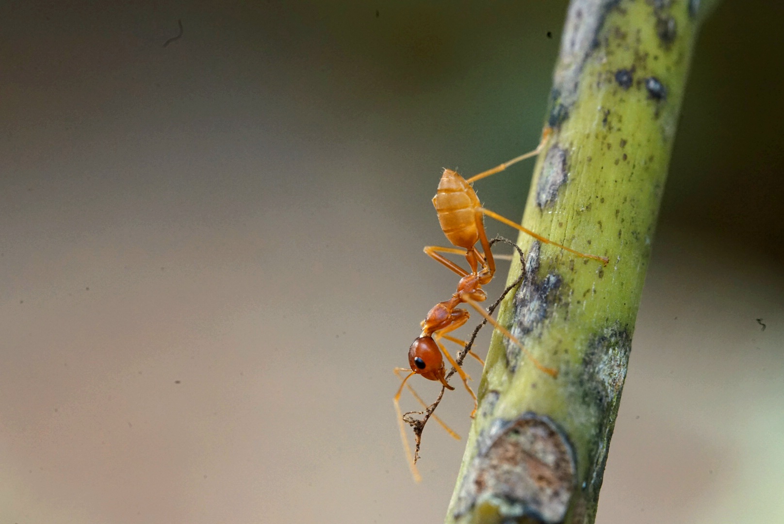 Footprints in the agar: growing bacteria from ants’ feet to combat ...