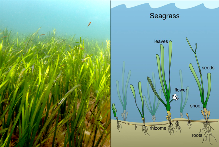 Seagrass the wonder plant! – Science in School