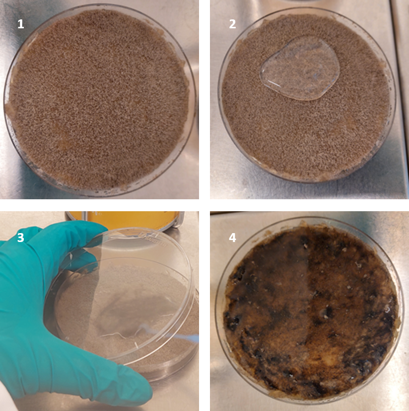 Footprints in the agar: growing bacteria from ants’ feet to combat ...