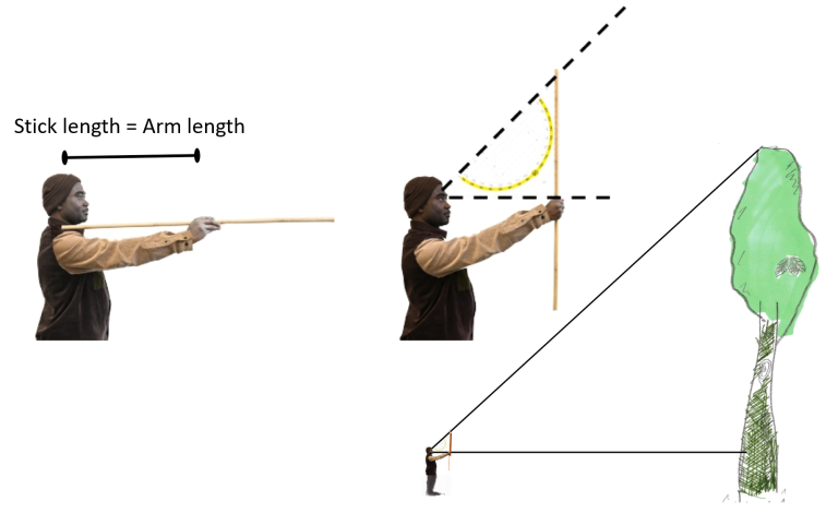 How much carbon is locked in that tree? – Science in School