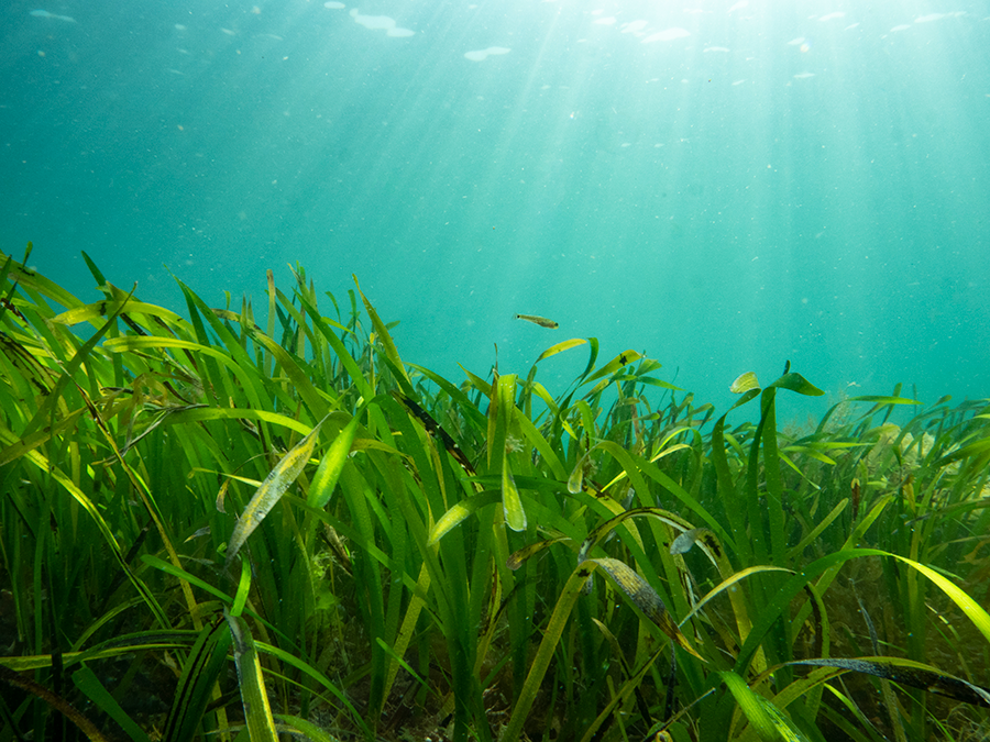Seagrass the wonder plant! – Science in School