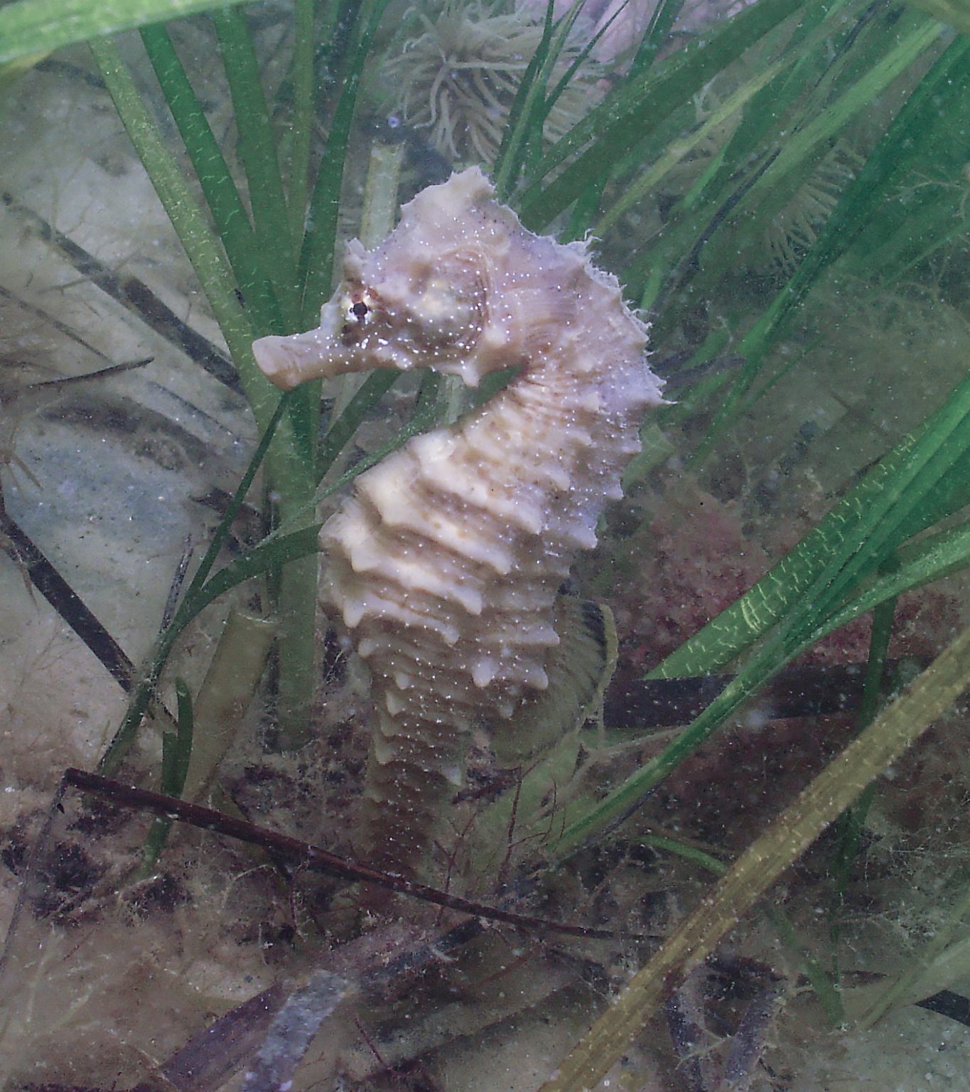 El pasto marino, ¡la planta milagrosa! – scienceinschool.org