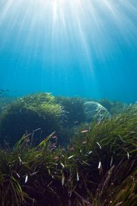 Seegras: Die Wunderplanze! – Science in School