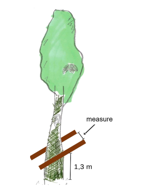 How much carbon is locked in that tree? – Science in School