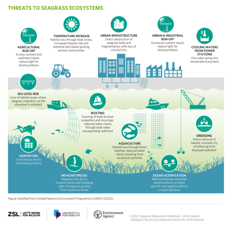 Seagrass the wonder plant! – Science in School