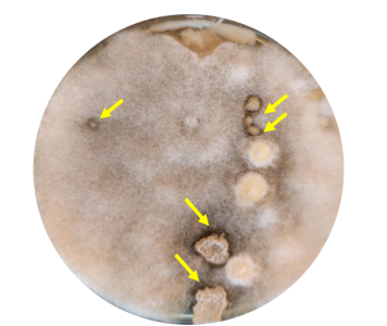 Footprints in the agar: growing bacteria from ants’ feet to combat ...