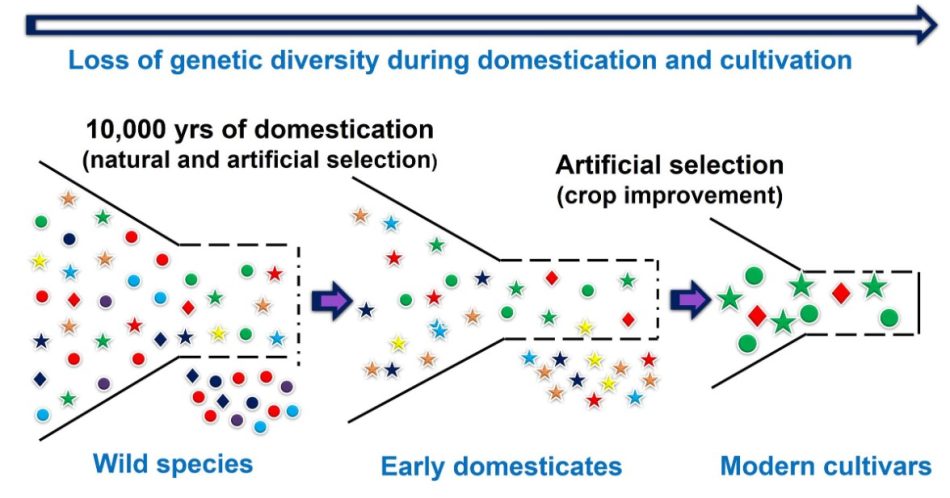 Plant genetics: extract DNA and explore the challenge of gene ...