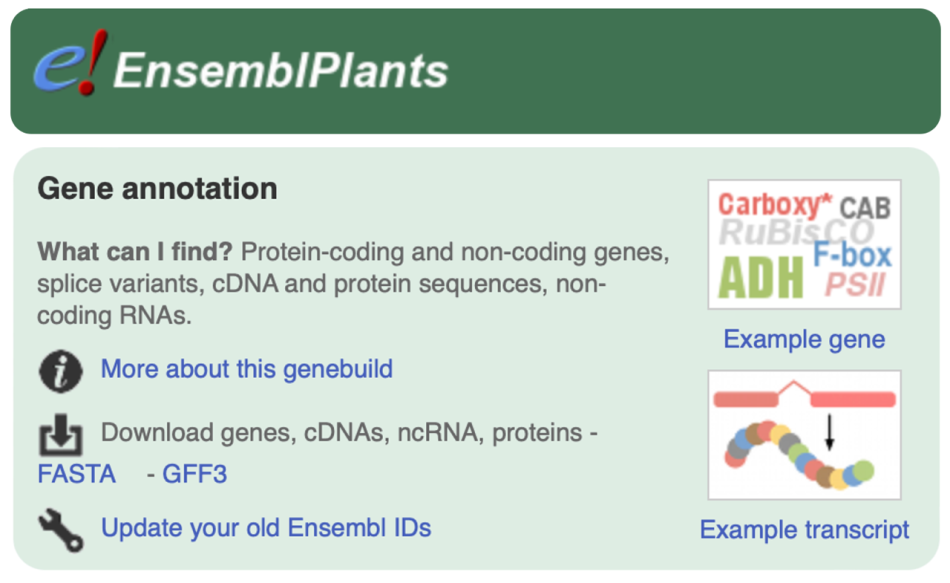 Plant genetics: extract DNA and explore the challenge of gene sequencing – scienceinschool.org