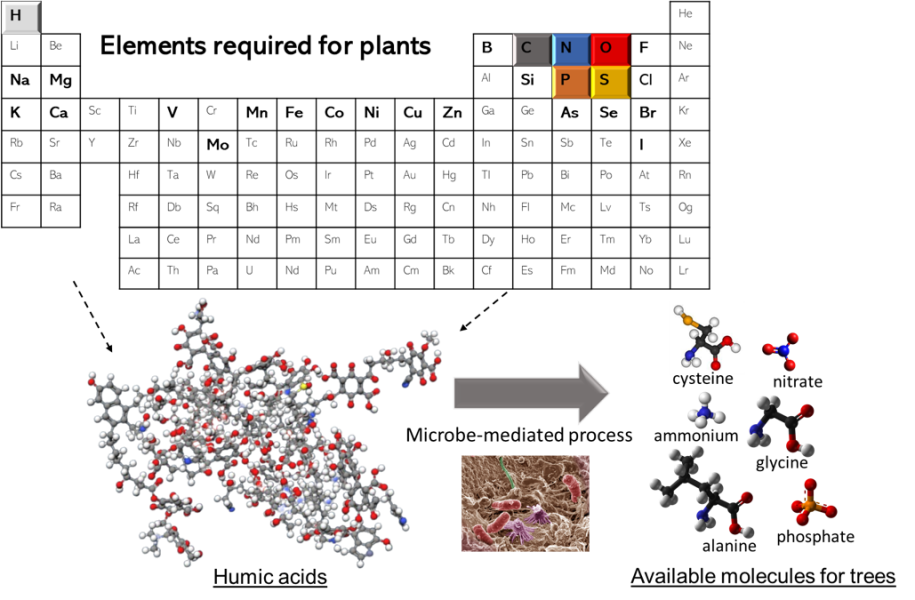 Exploring the dialogue between trees and soil microbes – Science in School