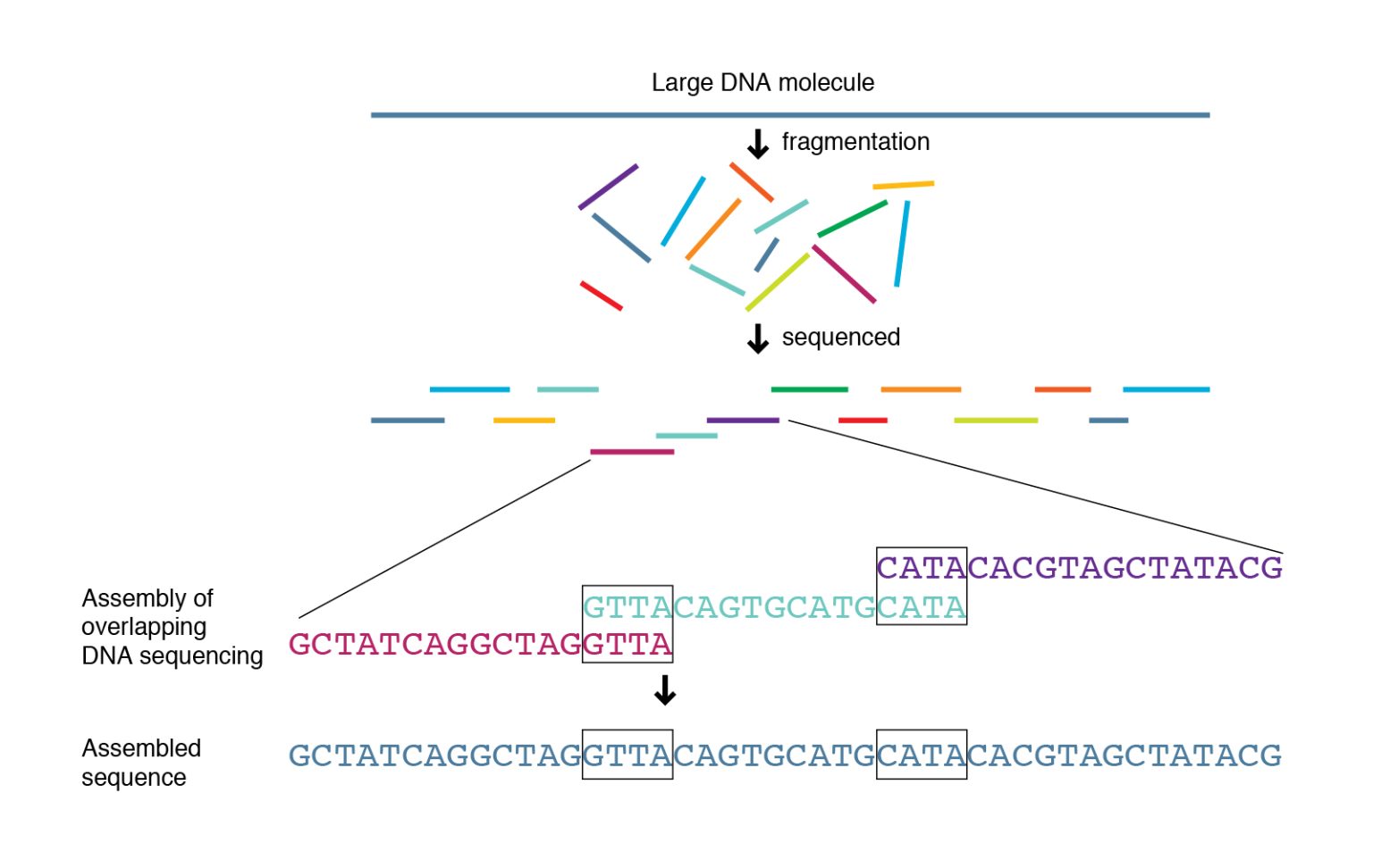 Plant genetics: extract DNA and explore the challenge of gene ...