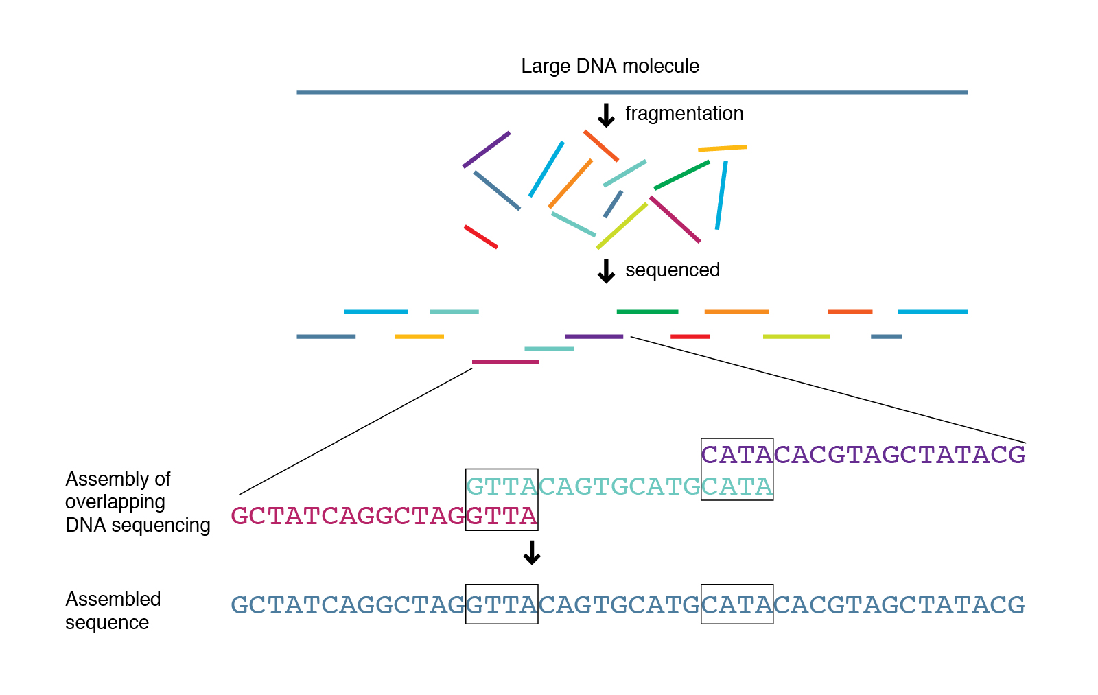 Plant genetics: extract DNA and explore the challenge of gene ...