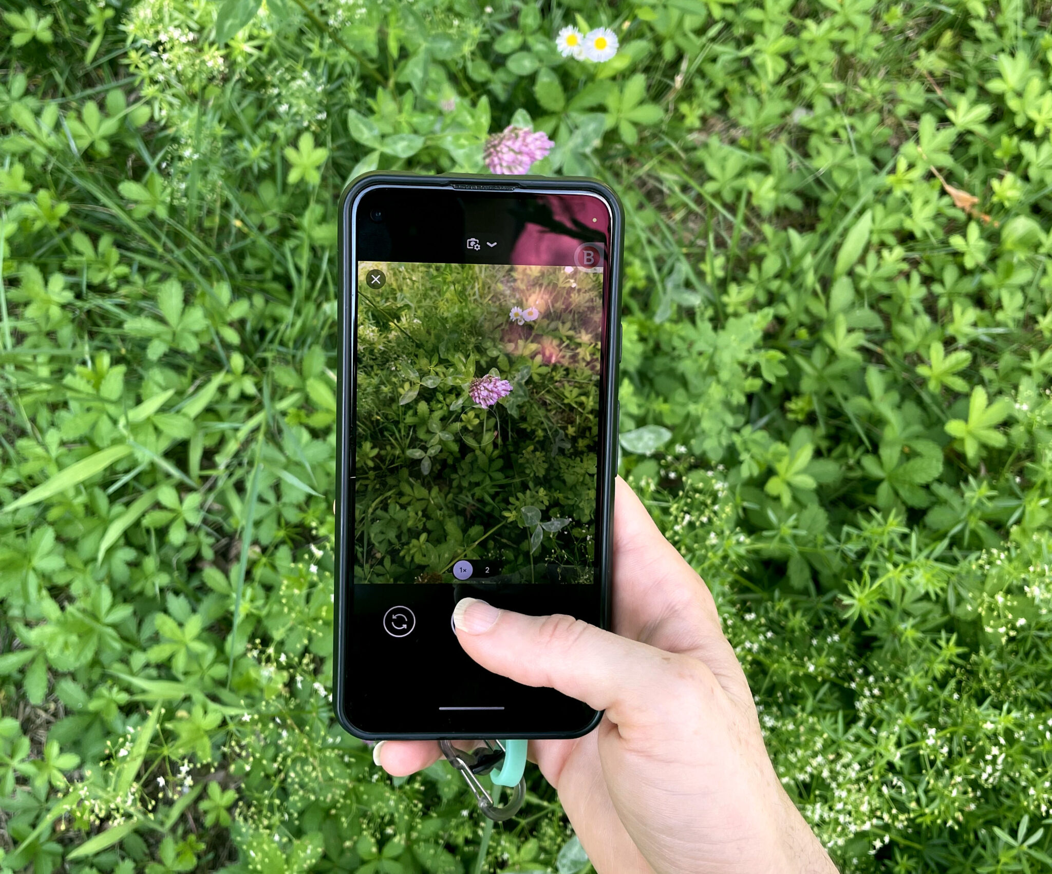 Biodiversity and biomass in the school garden – scienceinschool.org