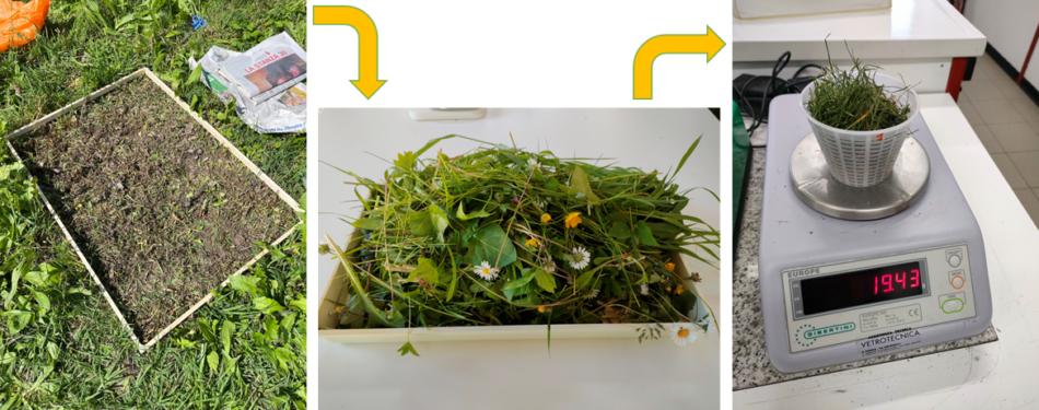 Biodiversity and biomass in the school garden – scienceinschool.org