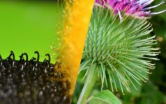 Biomimicry: a nature-based approach to designing sustainable futures ...