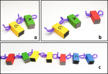 Handmade DNA: a tactile model to explore the basics of DNA ...