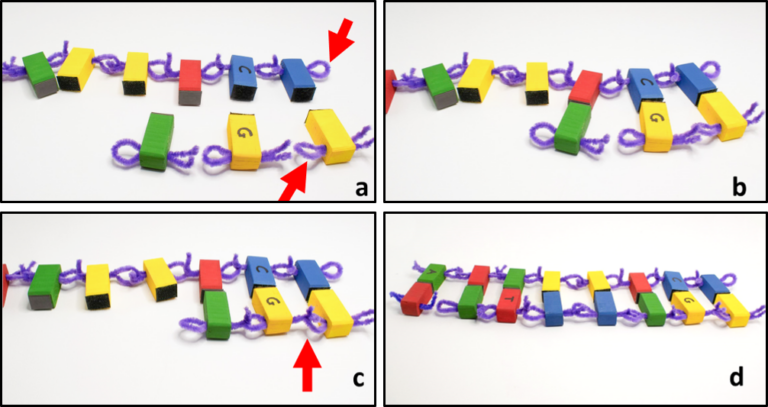 Handmade DNA: a tactile model to explore the basics of DNA ...