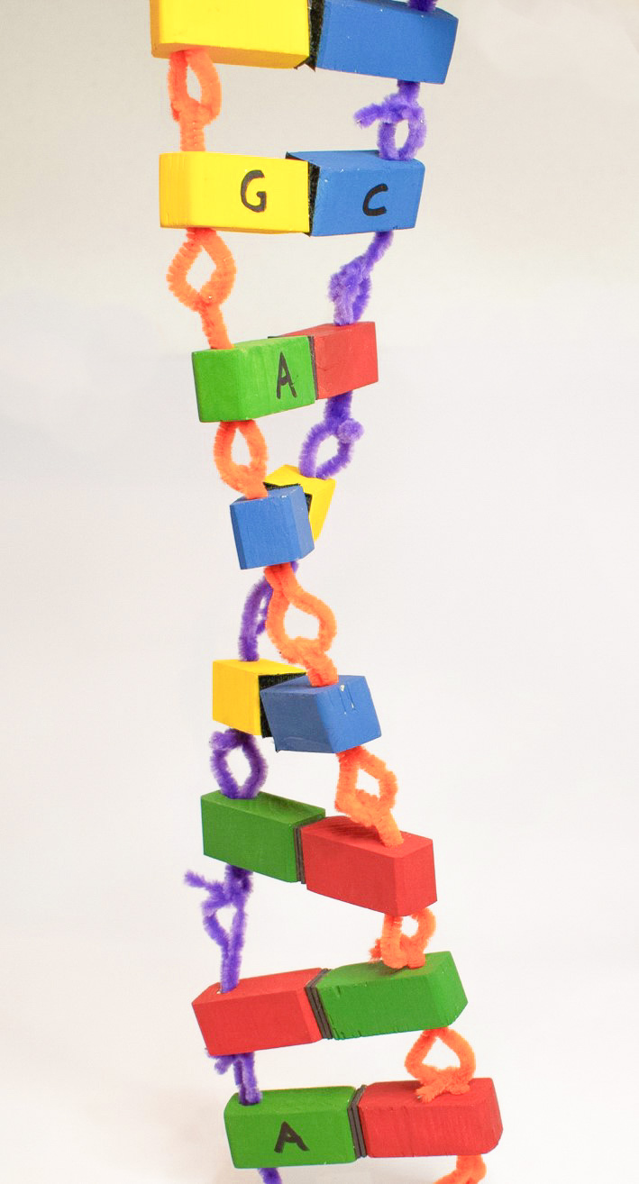 Handmade DNA: a tactile model to explore the basics of DNA ...